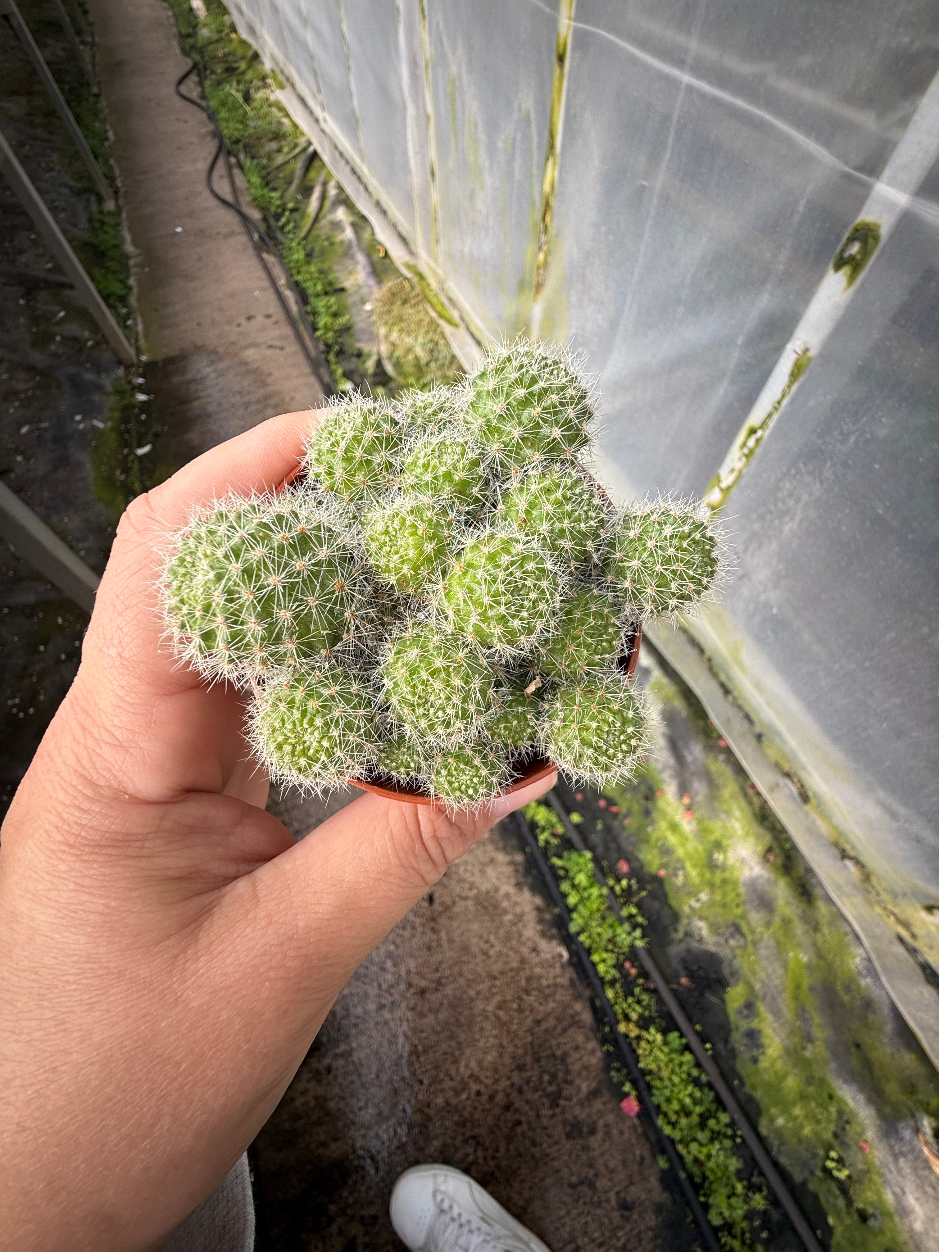 Rebutia Perplexa - Miniature Flowering Cactus | Cactus Miniature Fleuri ...