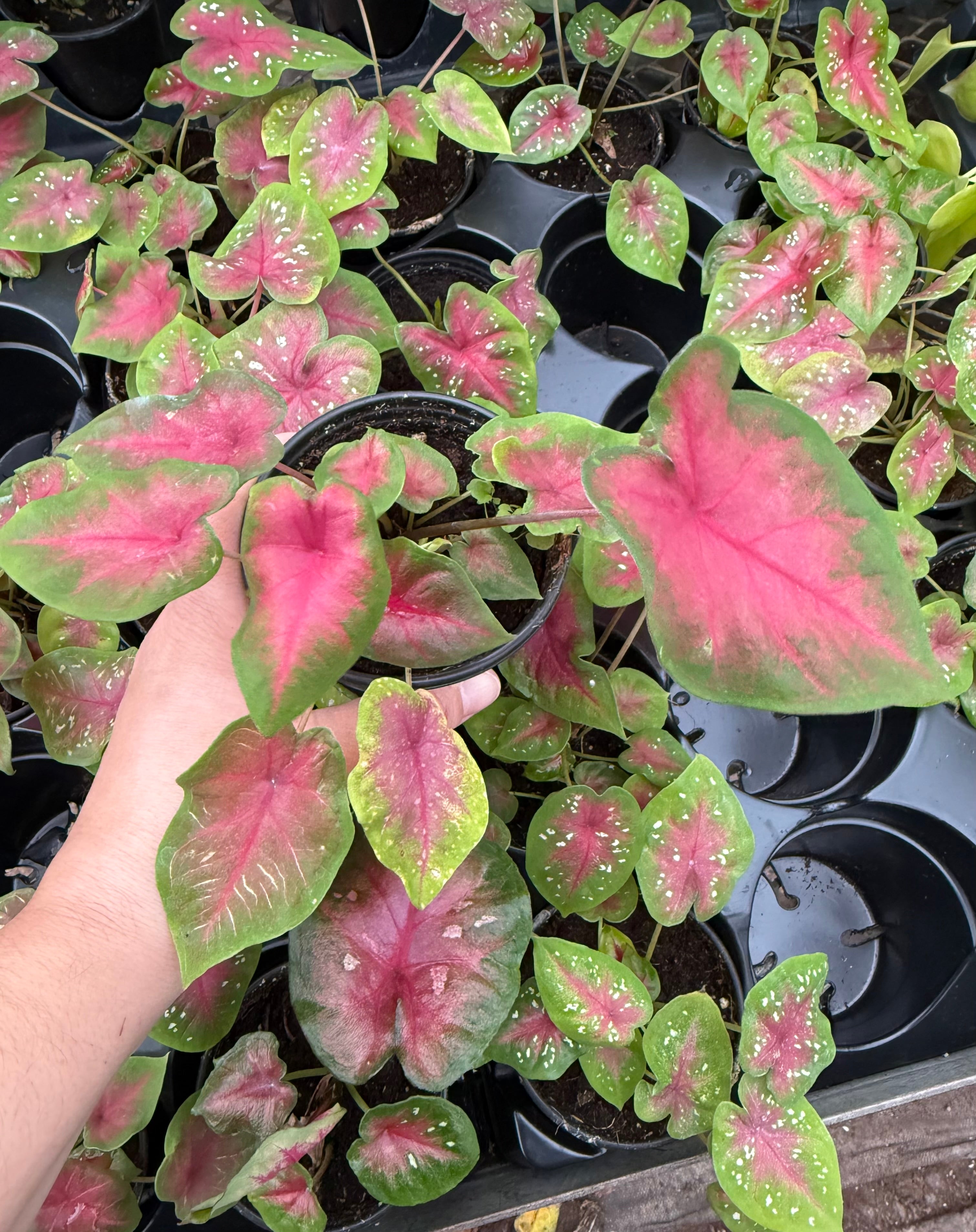 Caladium ‘Pretty Pink’ – La Folie Verte