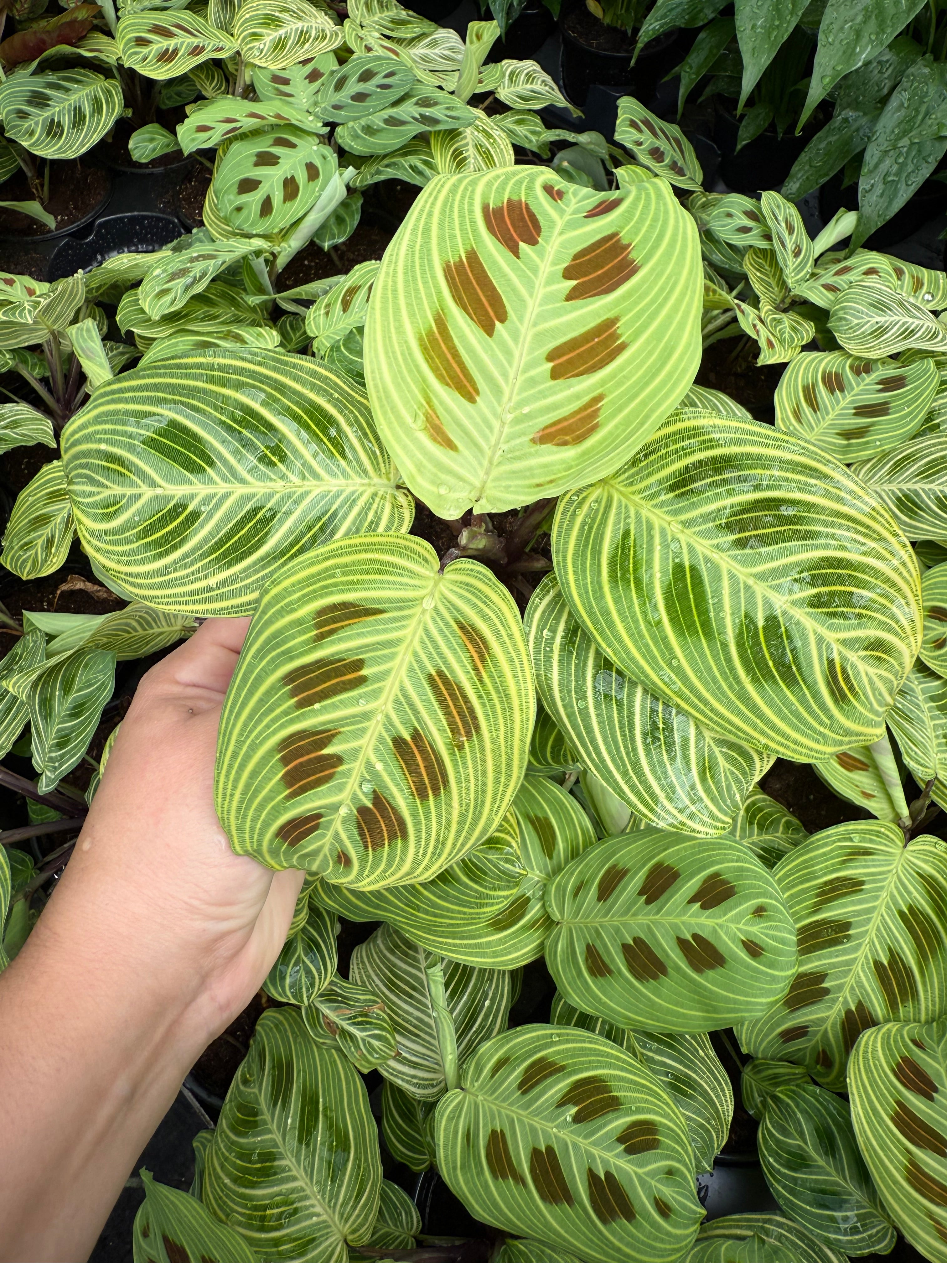 Maranta Gold Lines - Prayer Plant | Plante de Prière Lignes Dorées | La ...