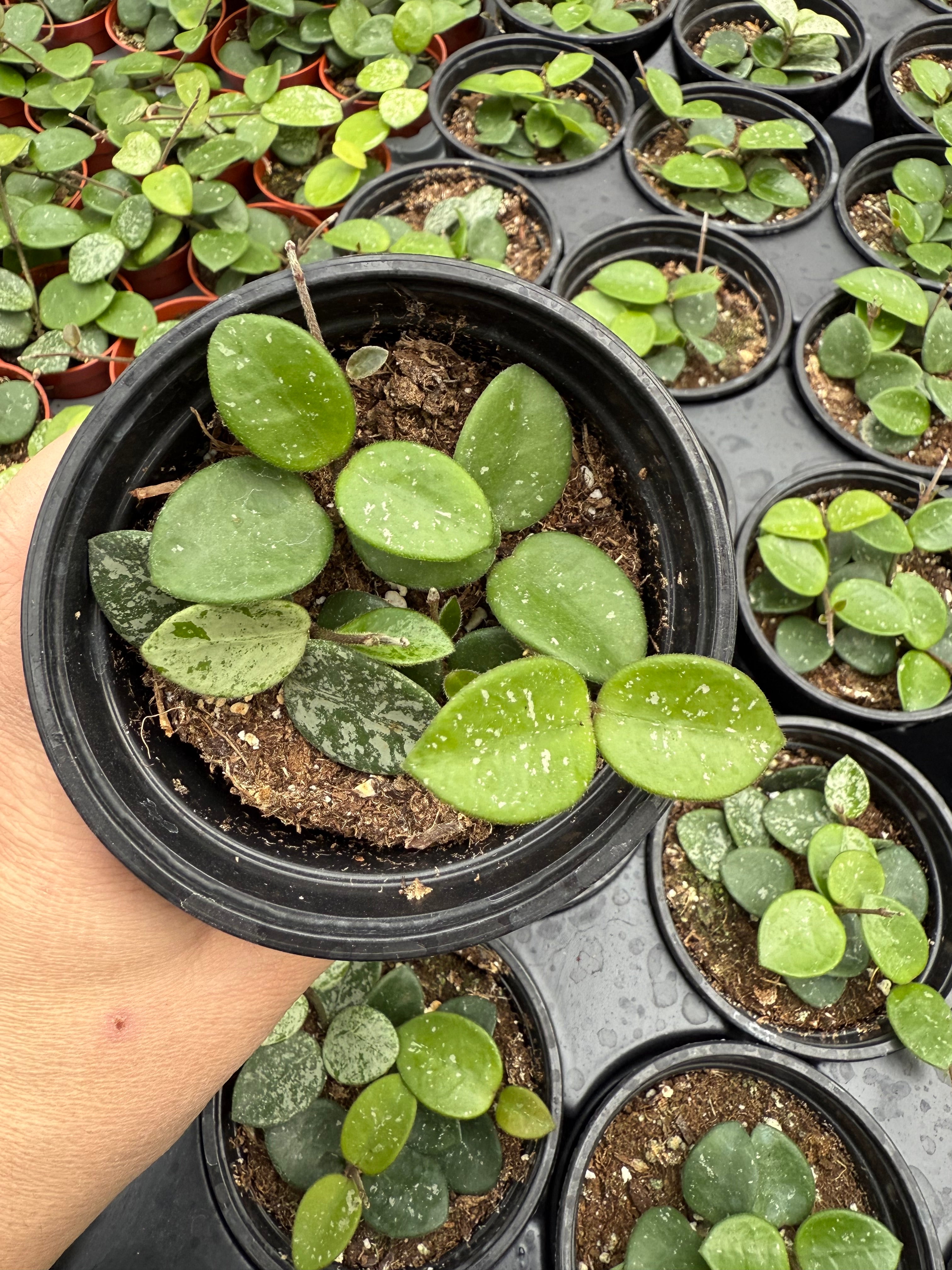 Hoya ‘Mathilde Splash’ – La Folie Verte