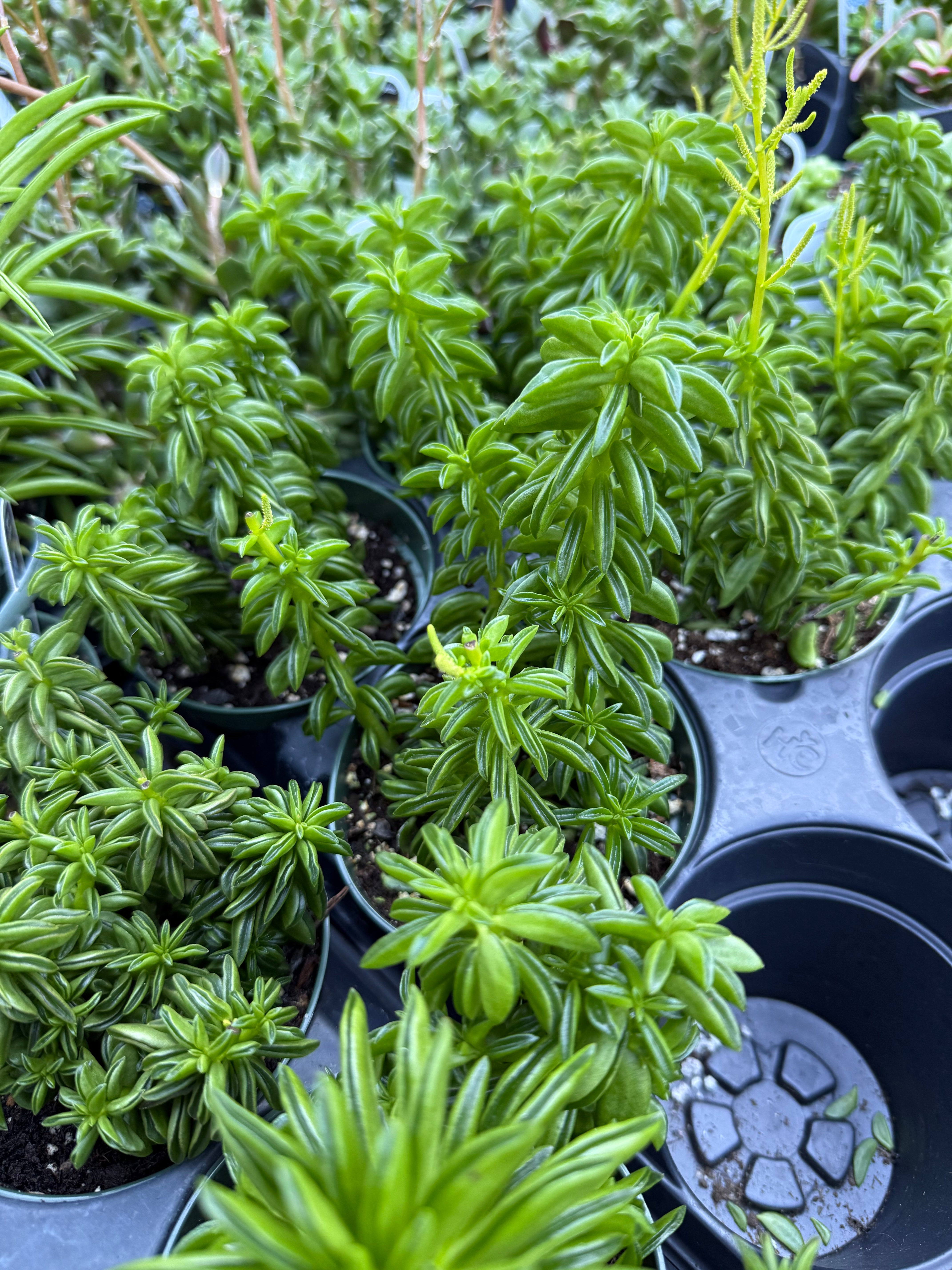 Peperomia Taco Leaf - Folded Leaf Plant | Peperomia Feuille Taco | La ...