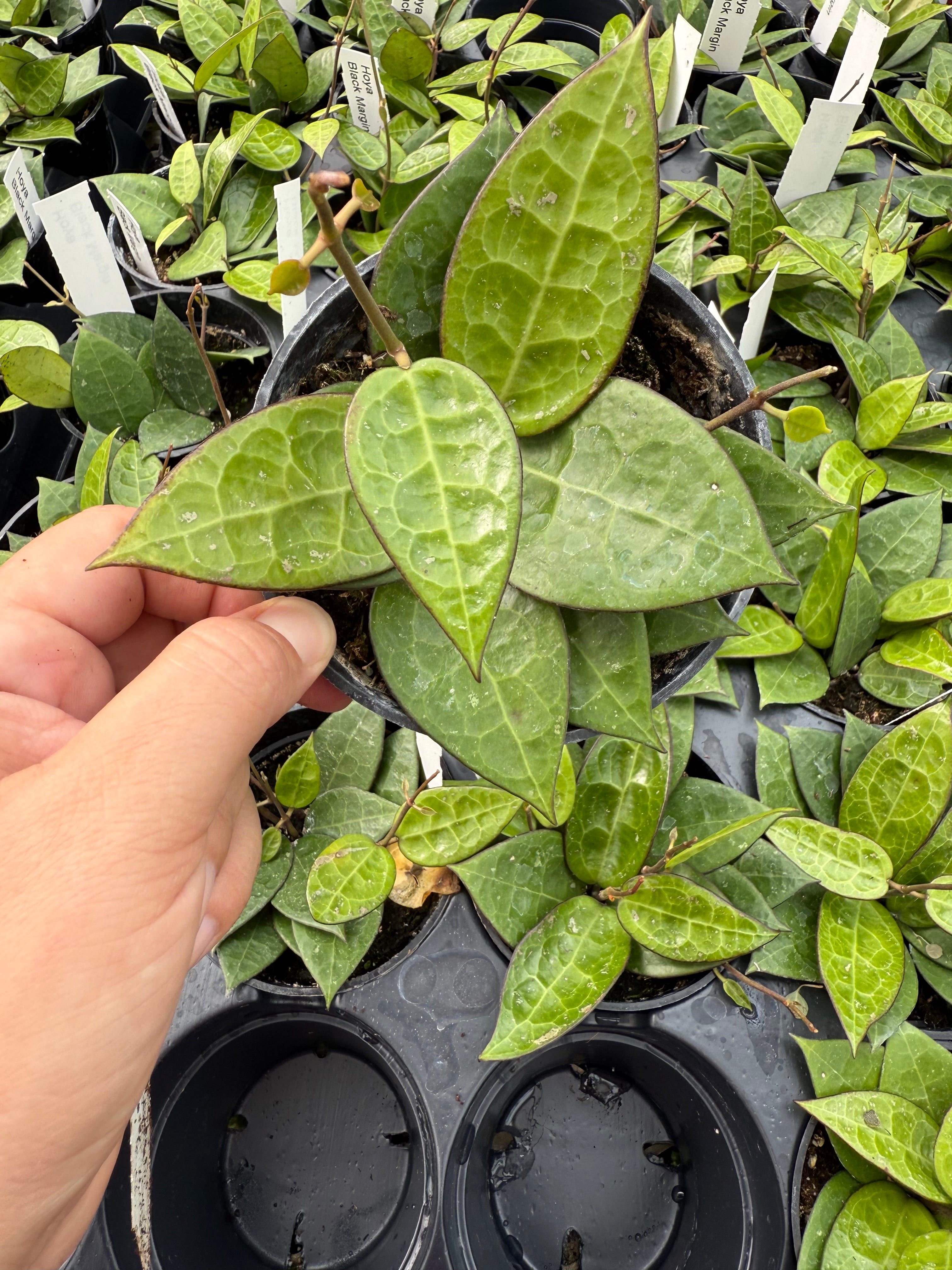 Hoya Parasita Black Margin - Dark Edge Wax Plant | Hoya Bordure Noire ...