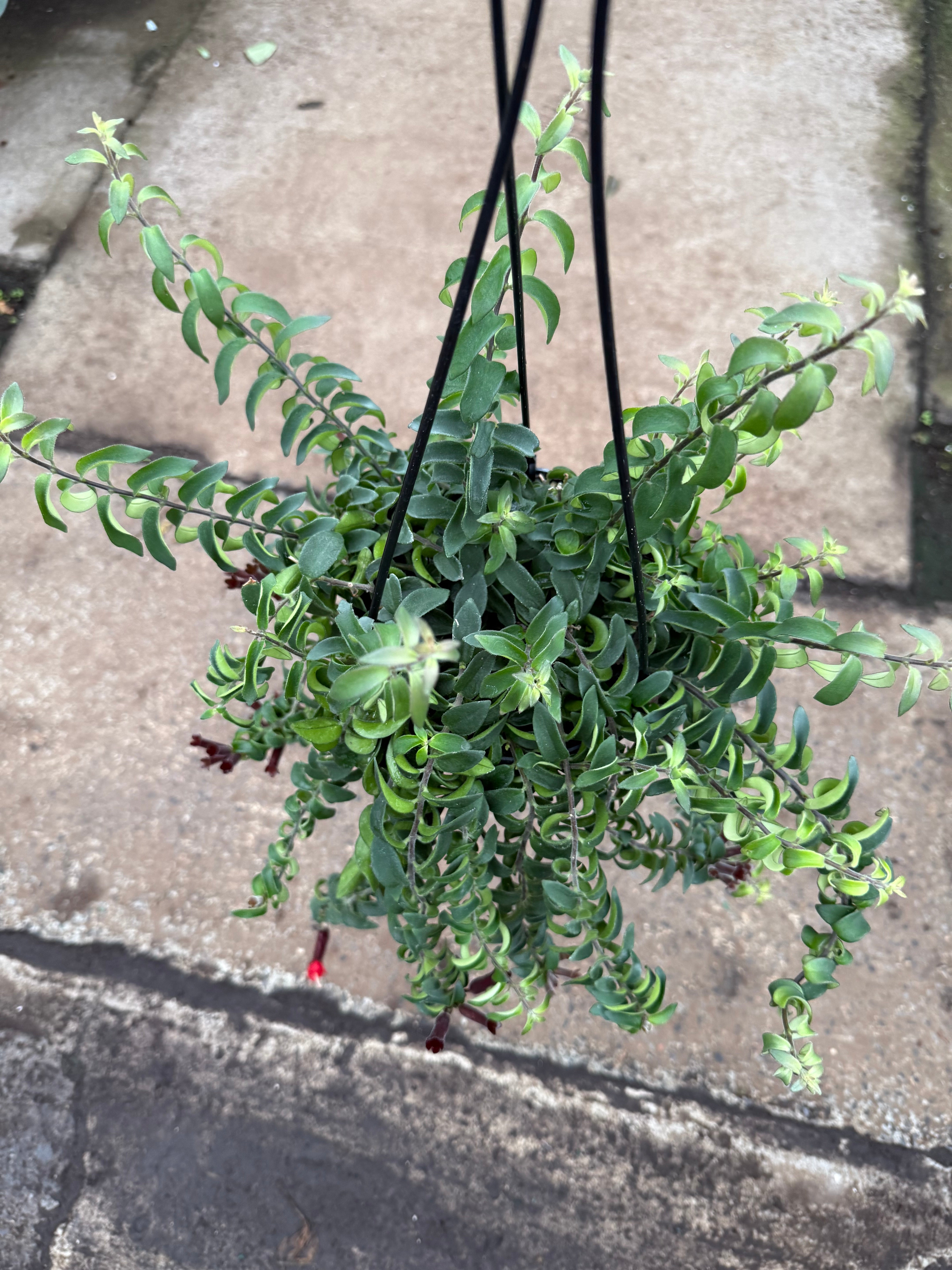 Columnea Twister - Goldfish Plant | Plante Poisson Rouge | La Folie Verte