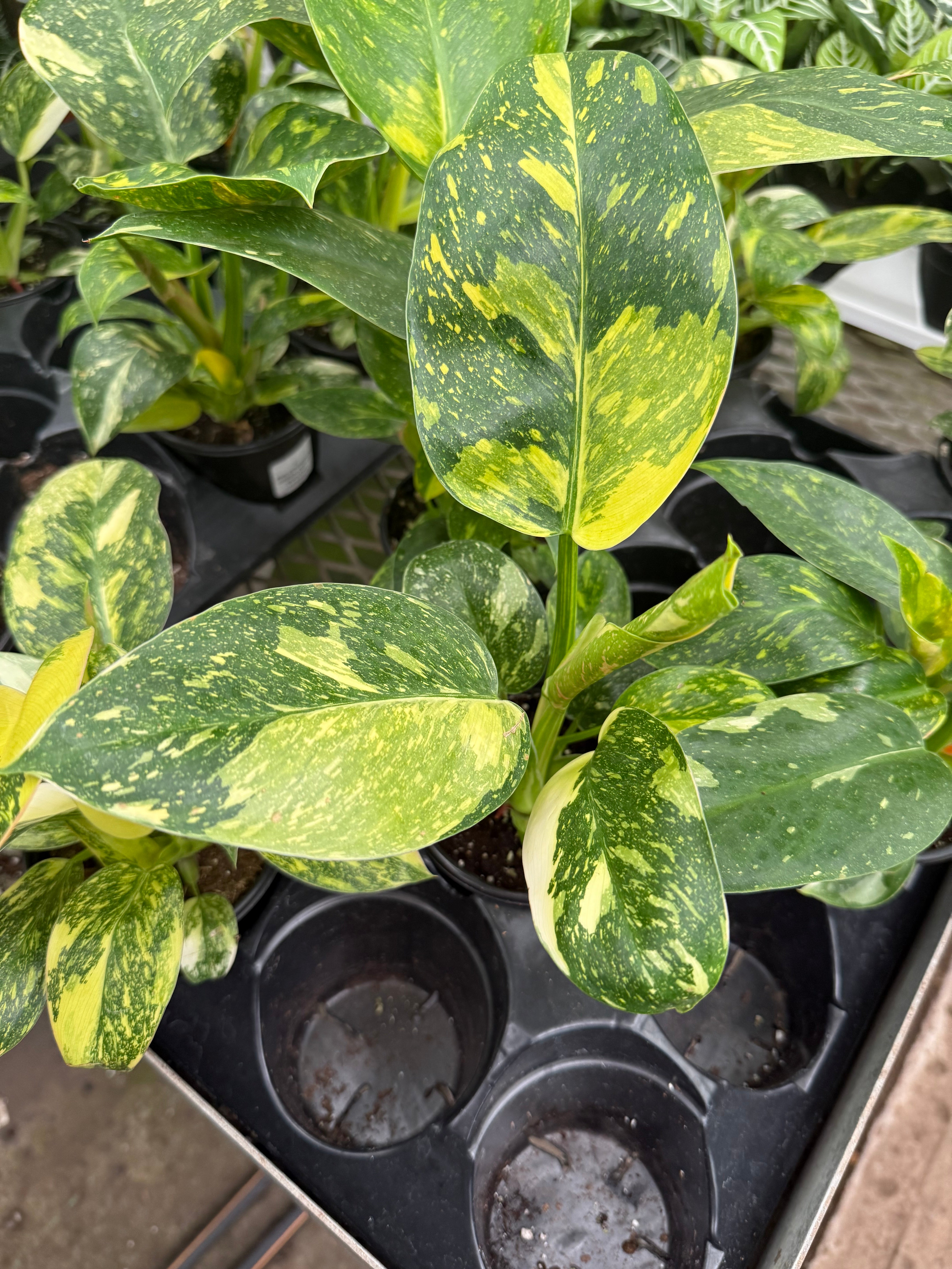 Philodendron Congo Nuclear Variegata - Rare Variegated Plant ...