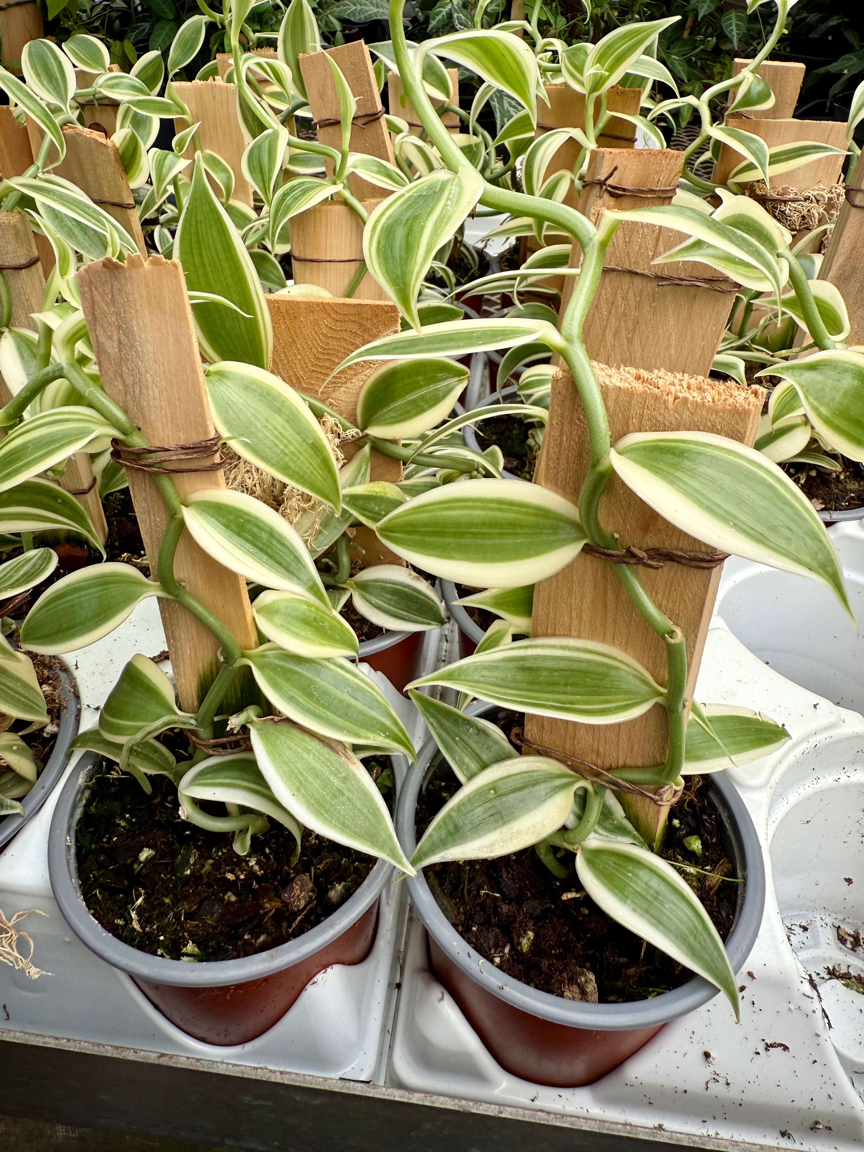 Variegated Vanilla Orchid - Planifolia Variegata | Vanille Panachée ...